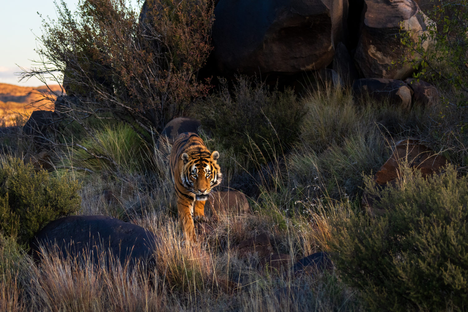 Tiger Canyon Add-On Itinerary 2025 - RocknRoars